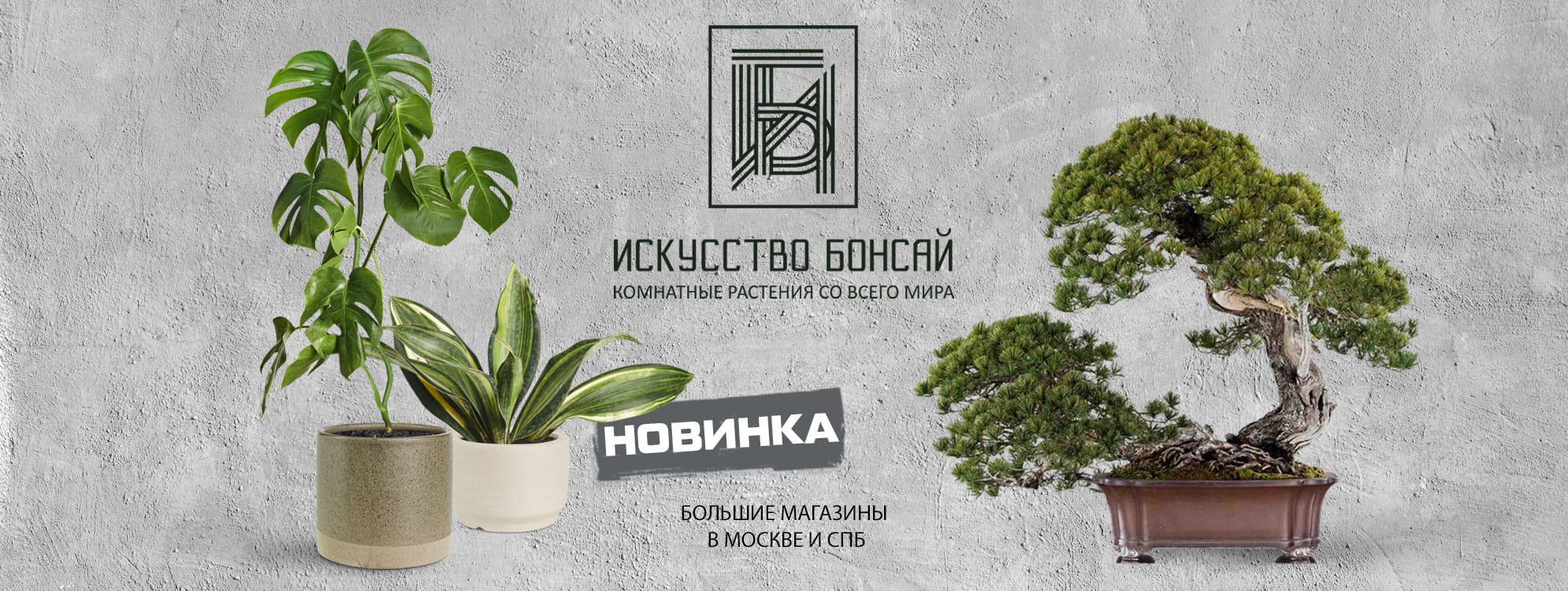 Искусство бонсай - купить бонсай в Санкт-Петербурге и Москве